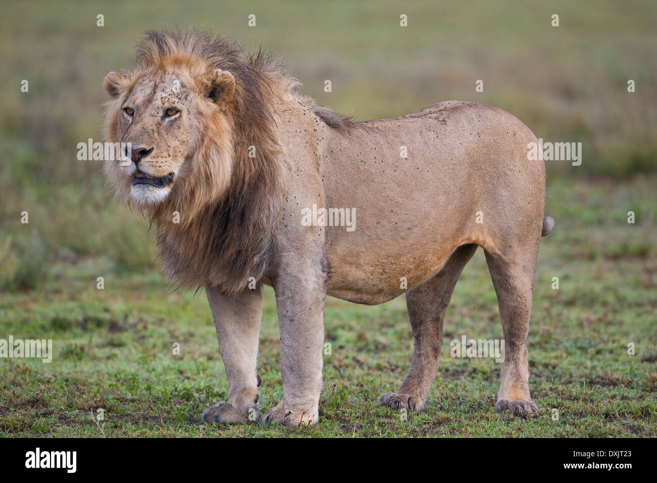 Male lion Panthera leo standing in open grassland in East Africa Stock ...