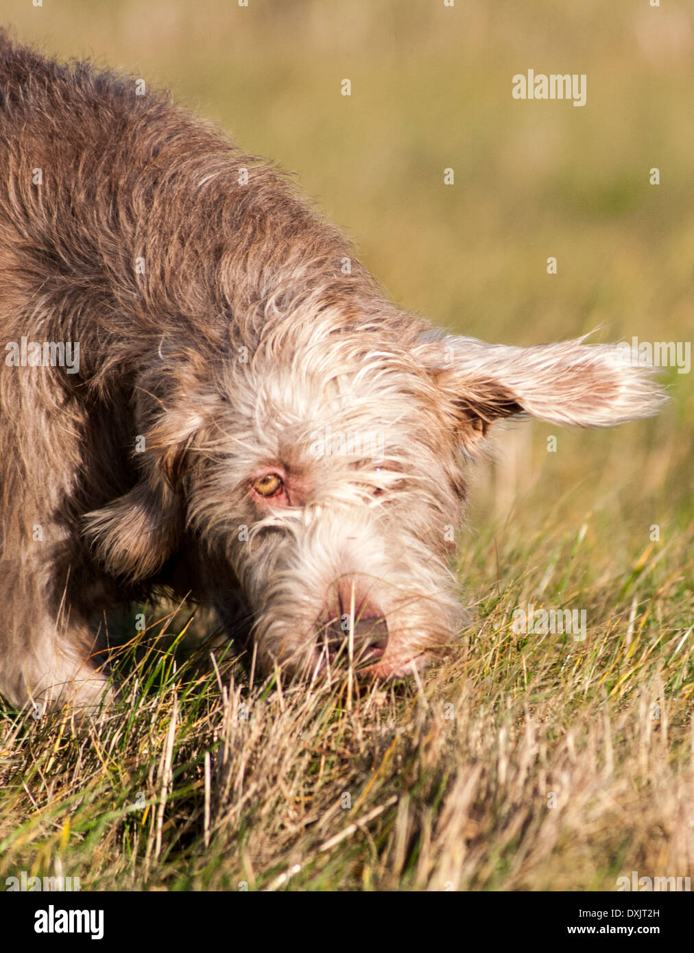 Slovakian rough haired pointer hi-res stock photography and images - Alamy