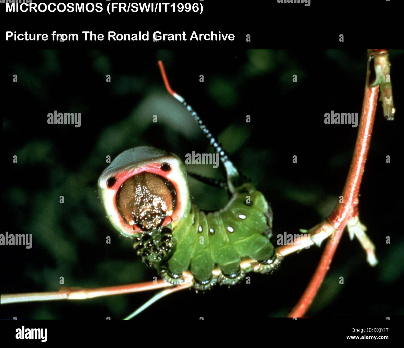 Microcosmos High Resolution Stock Photography and Images - Alamy