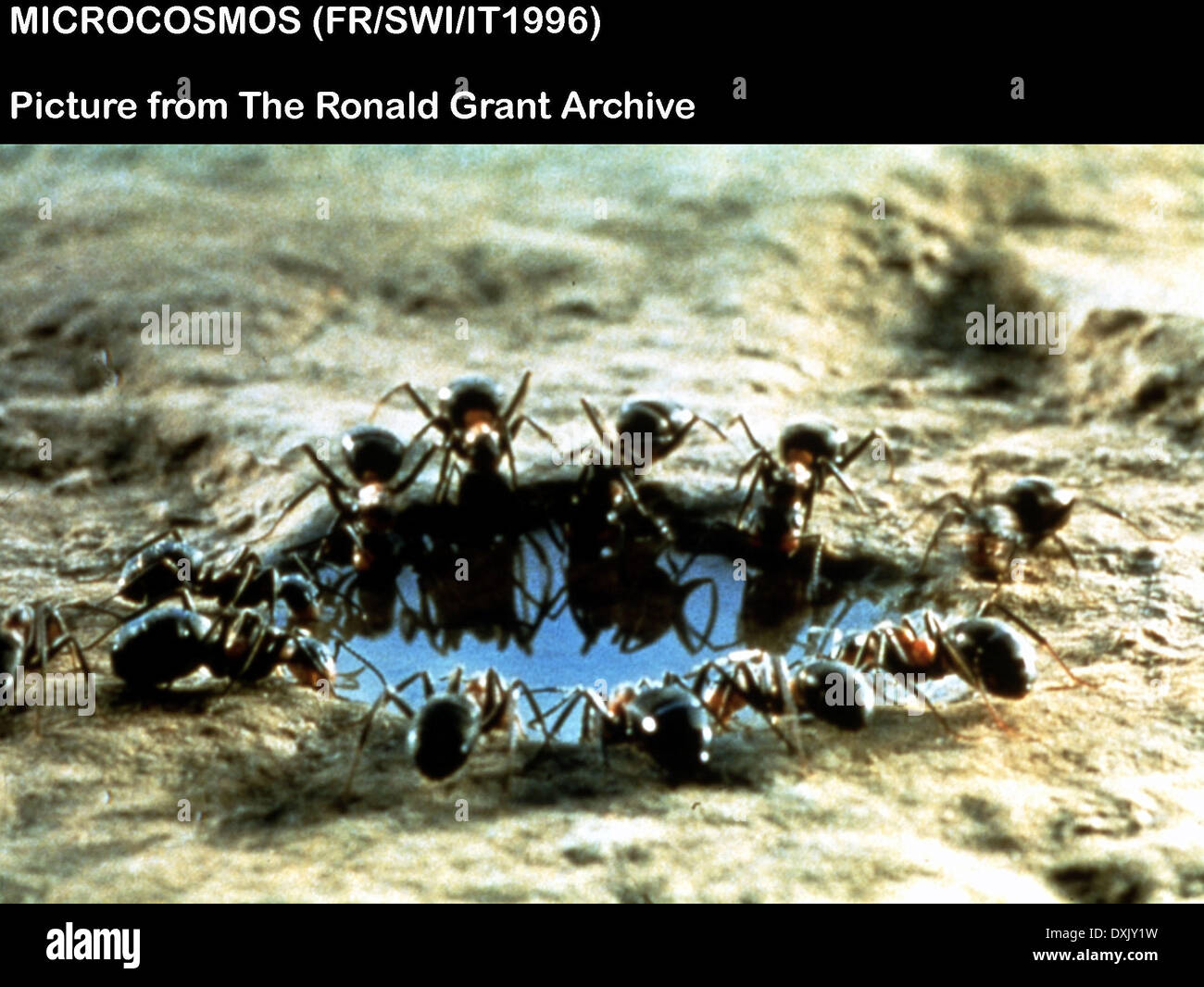 Microcosmos hi-res stock photography and images - Alamy