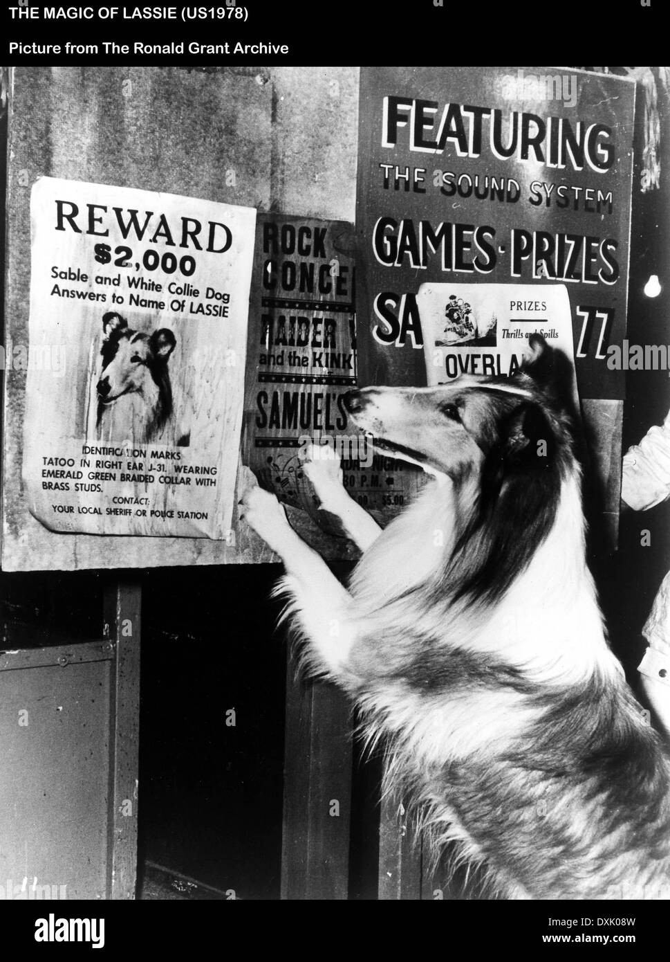 THE MAGIC OF LASSIE Stock Photo - Alamy
