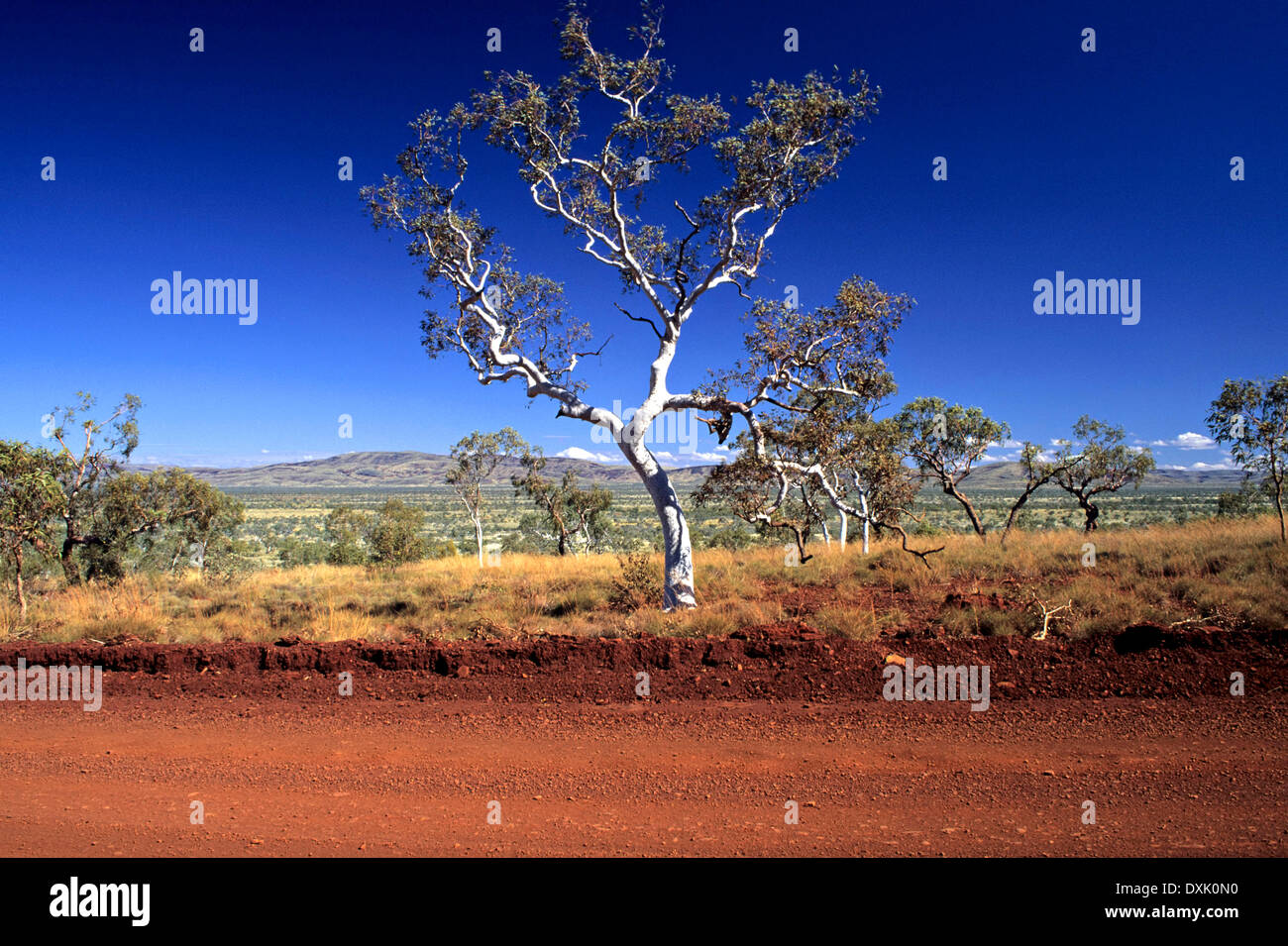 Snappy Gum tree ( Eucalyptus ), Karijini National Park, Pilbara ...