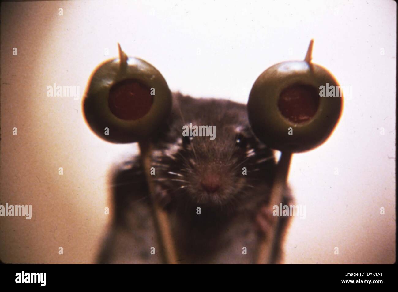 Mouse hunt mouse 1997 hi-res stock photography and images - Alamy