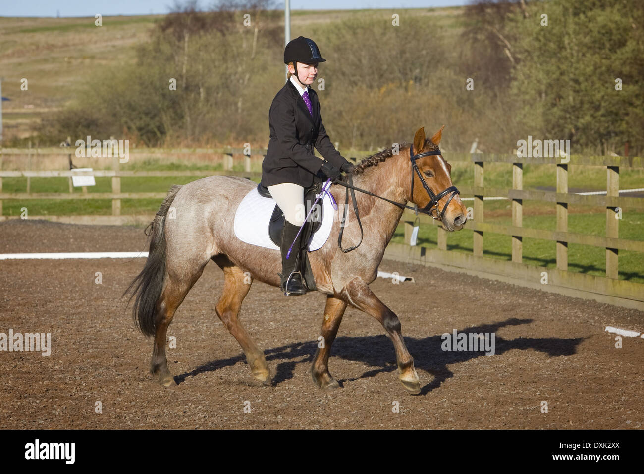 Dressage arena hi-res stock photography and images - Alamy