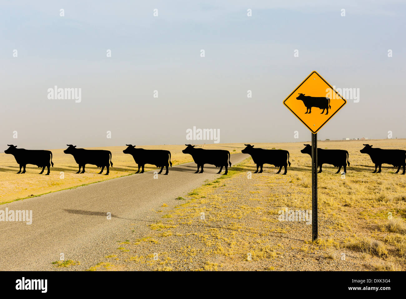 Cows crossing road behind cow crossing sign Stock Photo - Alamy