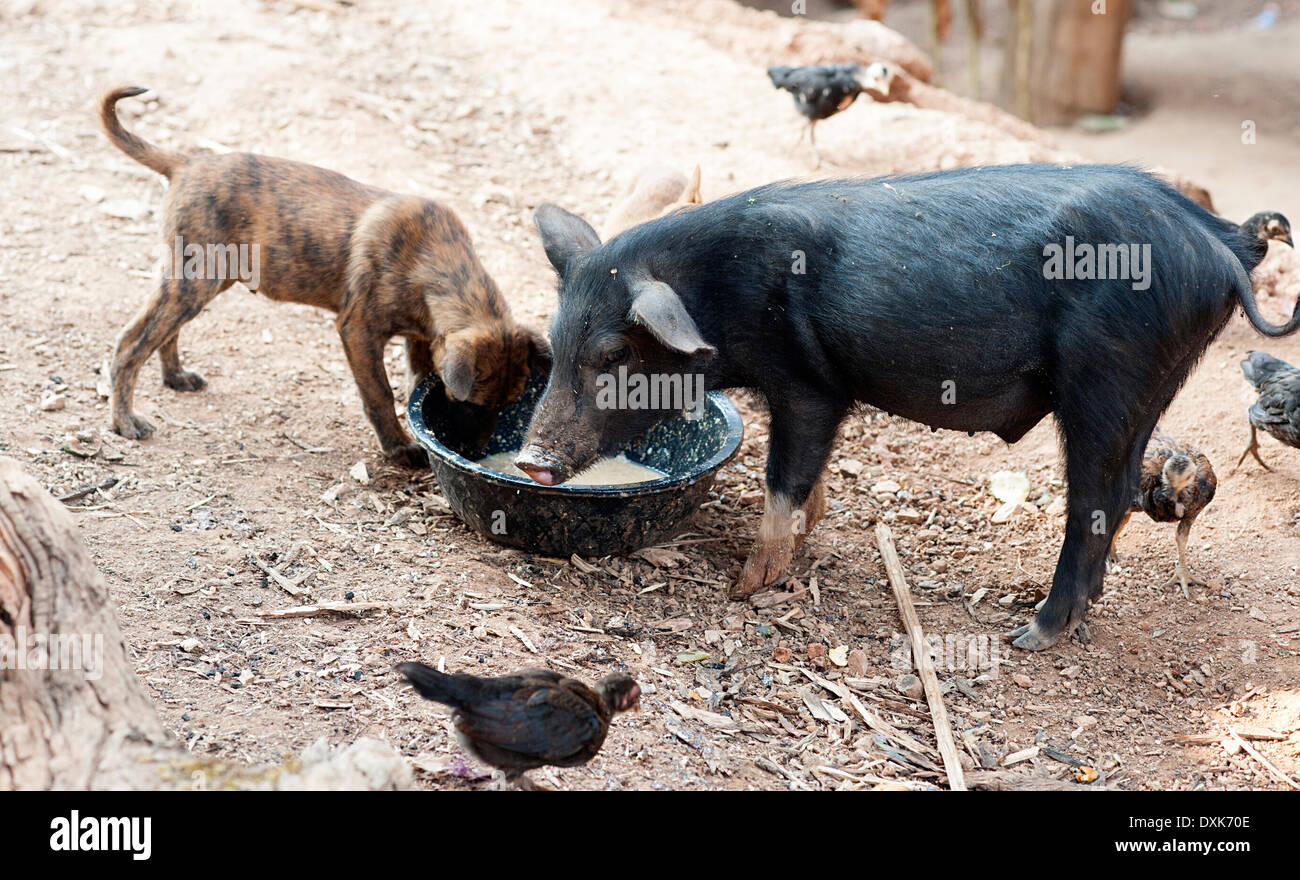 Hog dog hi-res stock photography and images - Alamy
