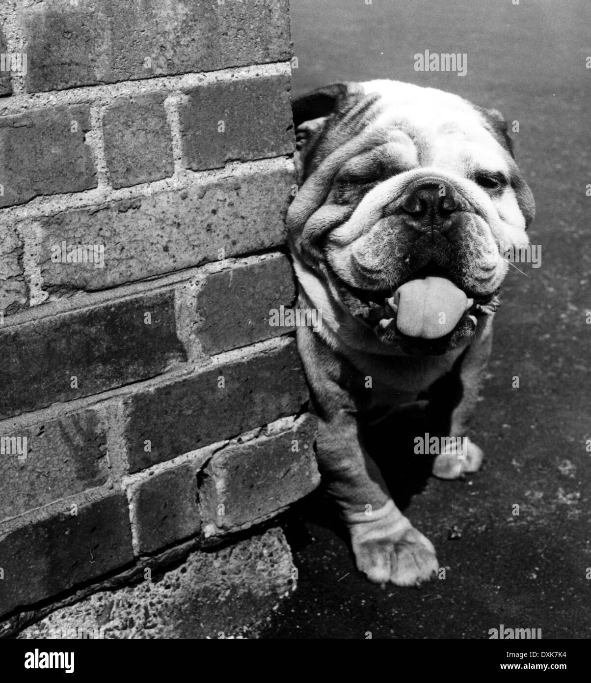 Nose or tail Black and White Stock Photos & Images - Alamy