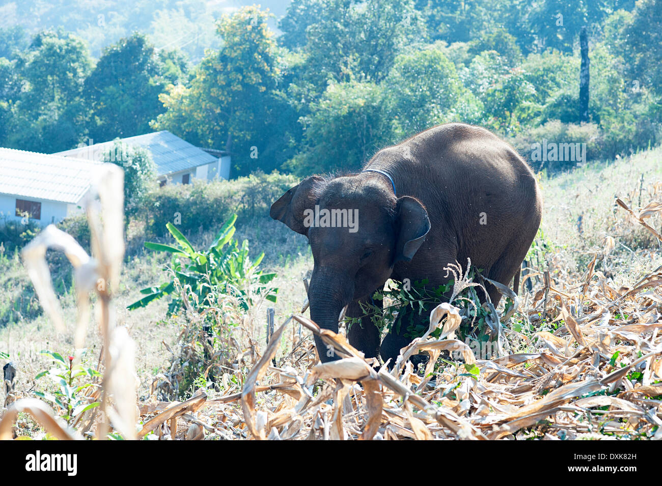Walking through cornfield hi-res stock photography and images - Alamy