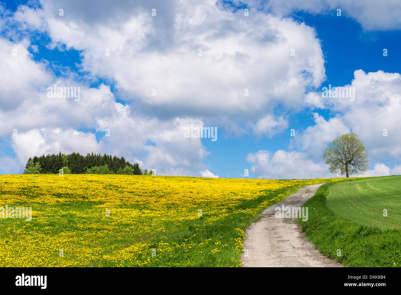 Dandelion field in rural hi-res stock photography and images - Alamy