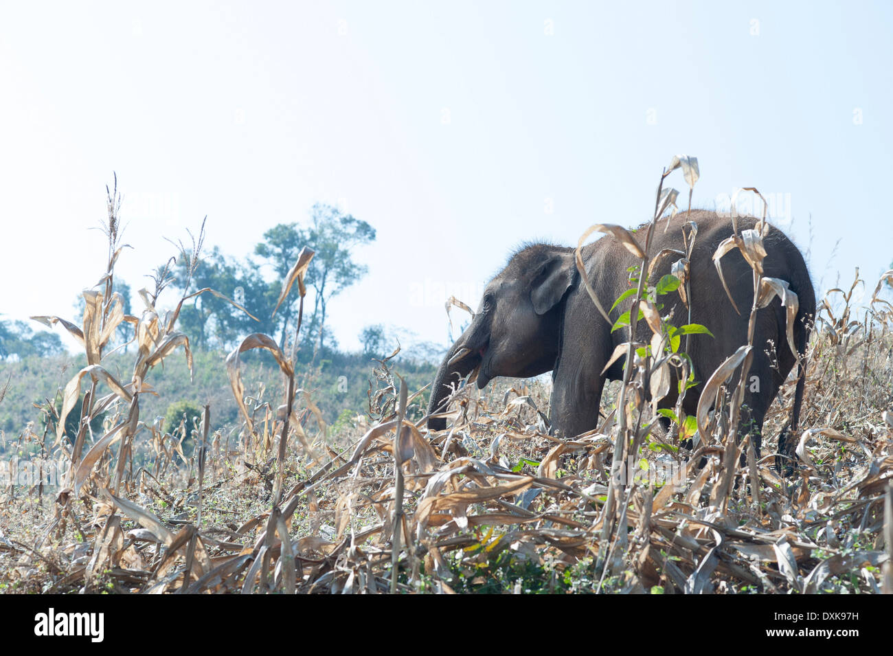 Elephant in a cornfield high up in the hills of Northern Thailand Stock ...