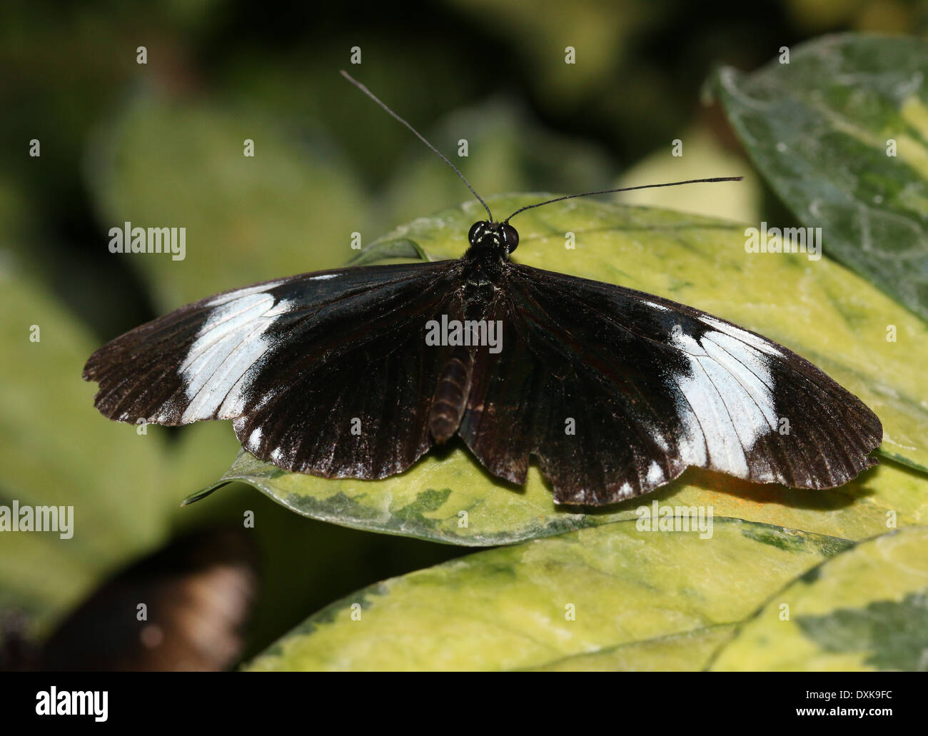 Longwing heliconius cydno hi-res stock photography and images - Alamy