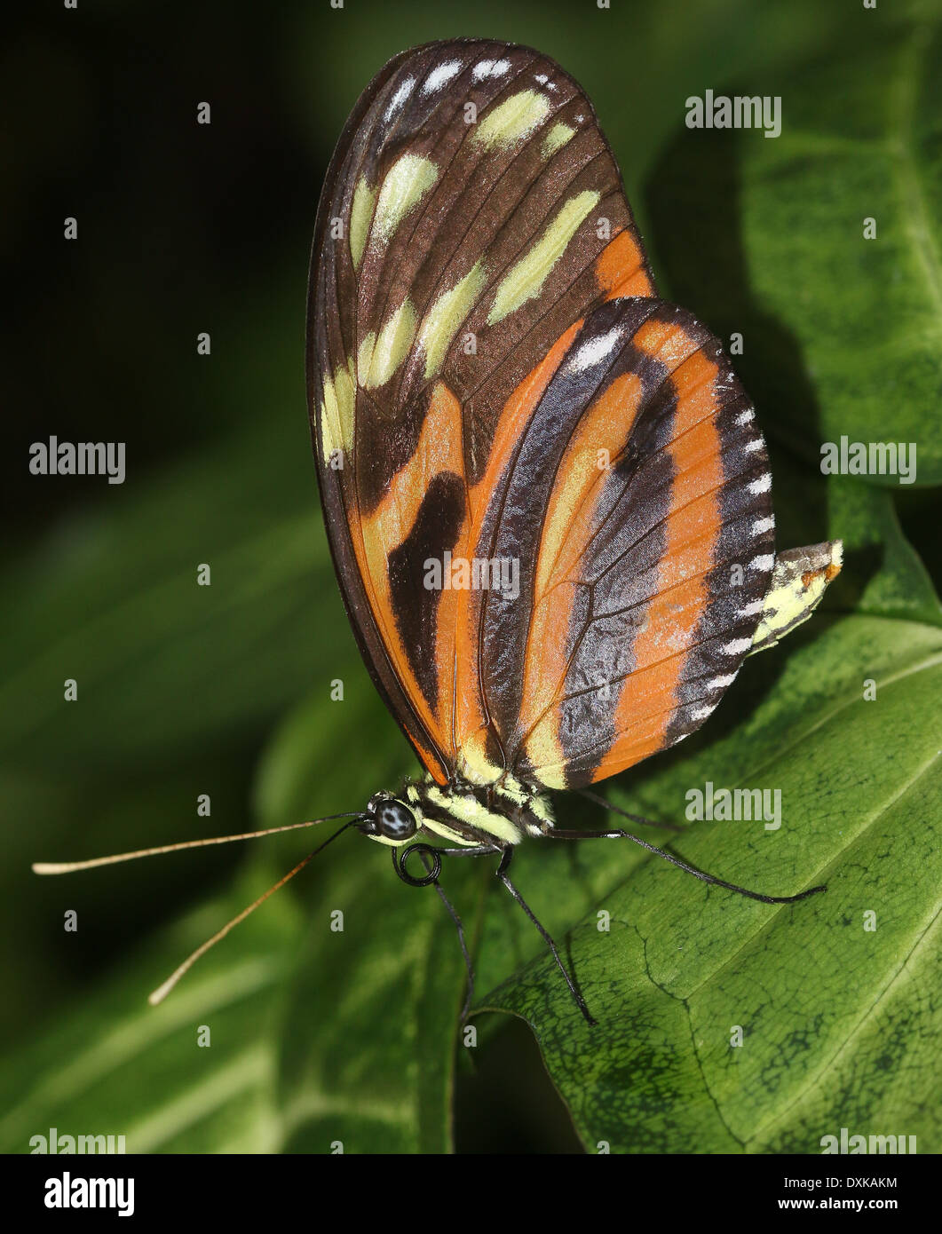 Tiger longwings hi-res stock photography and images - Alamy