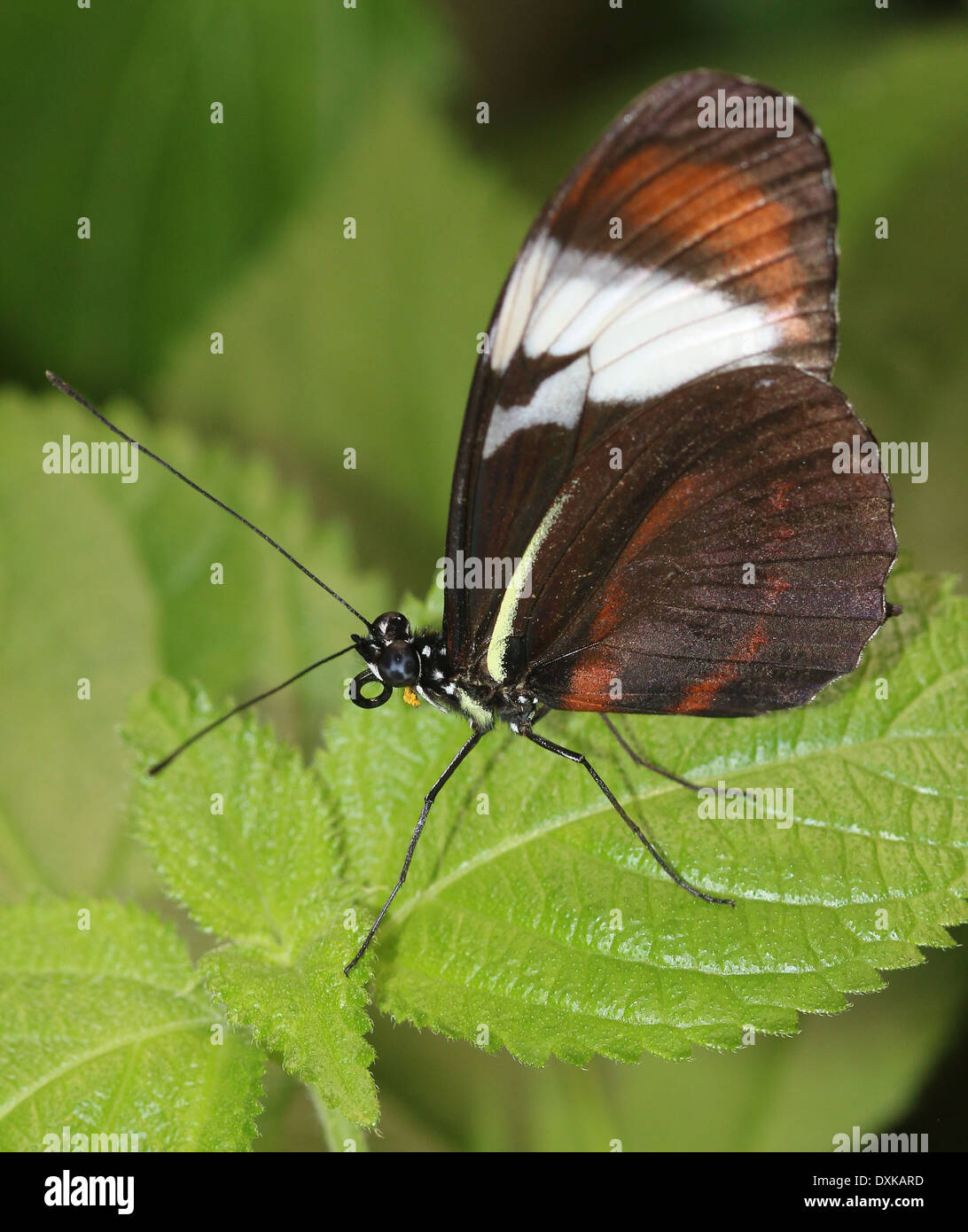 Blue and white Cydno Longwing (Heliconius Cydno), series of 8 images ...