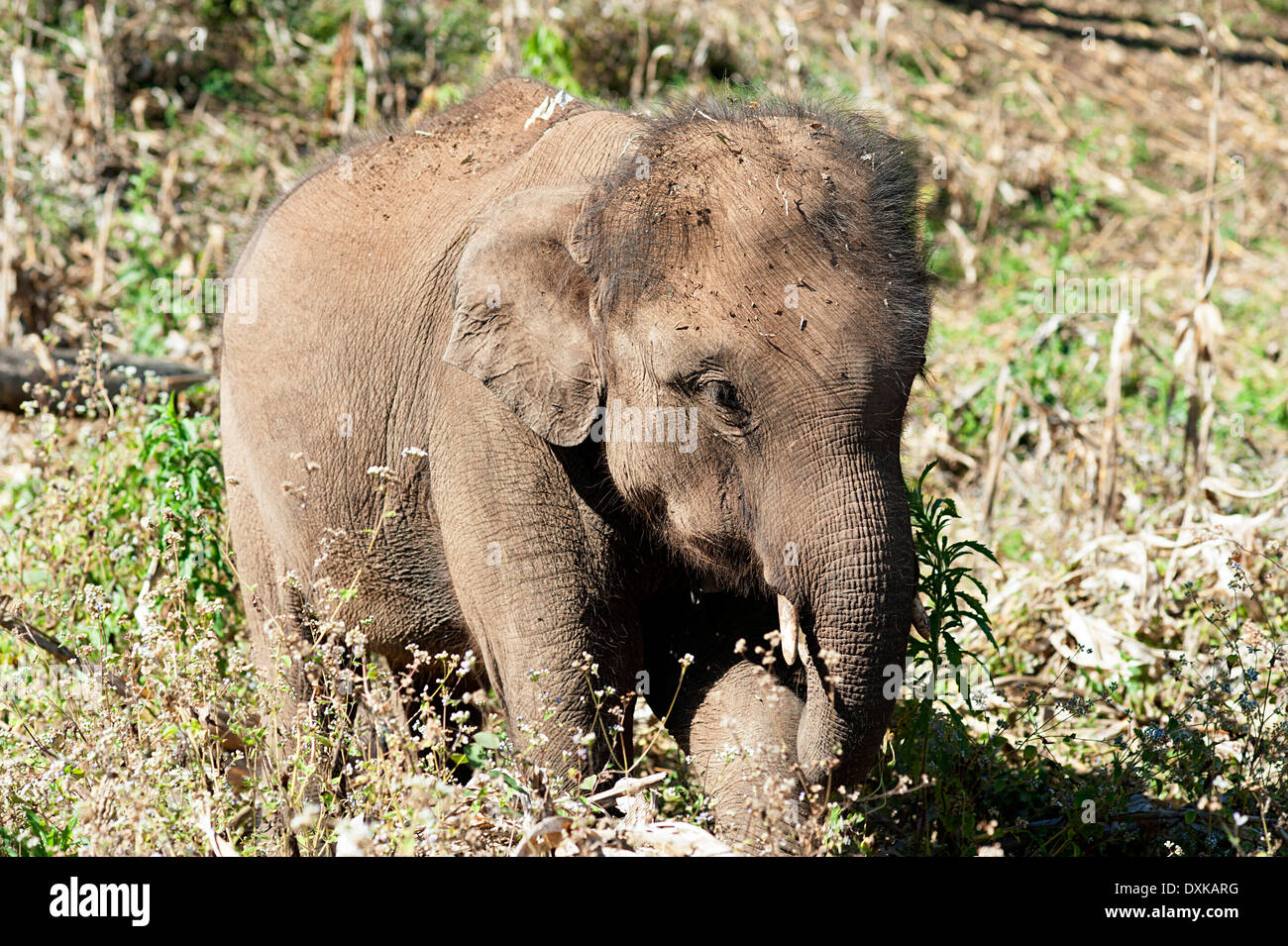 Elephant in the cornfield in the hills around Huay Pakoot in Northern ...