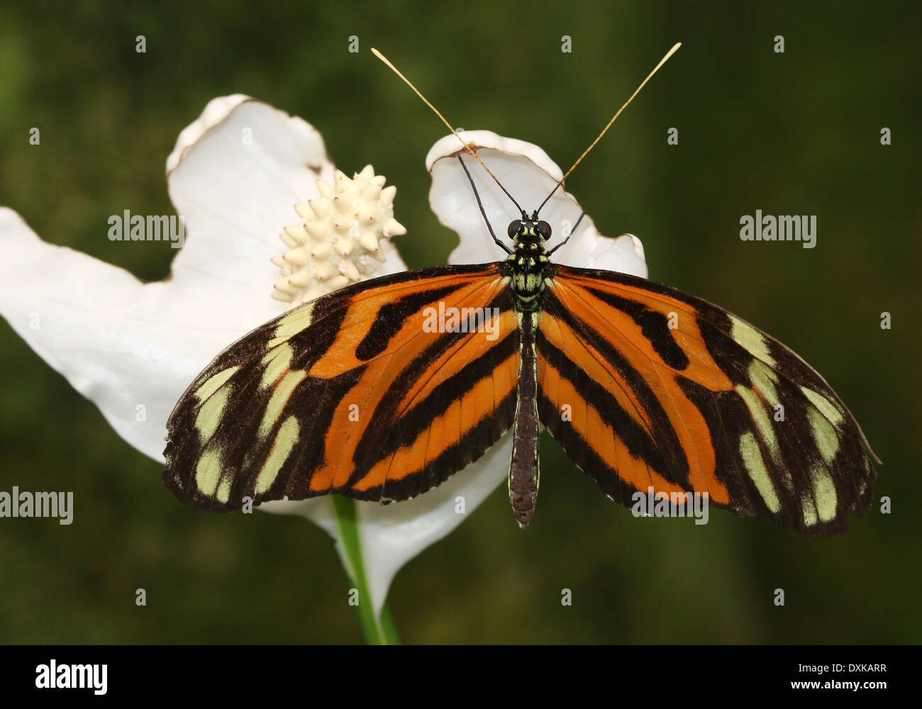 Tiger longwings hi-res stock photography and images - Alamy