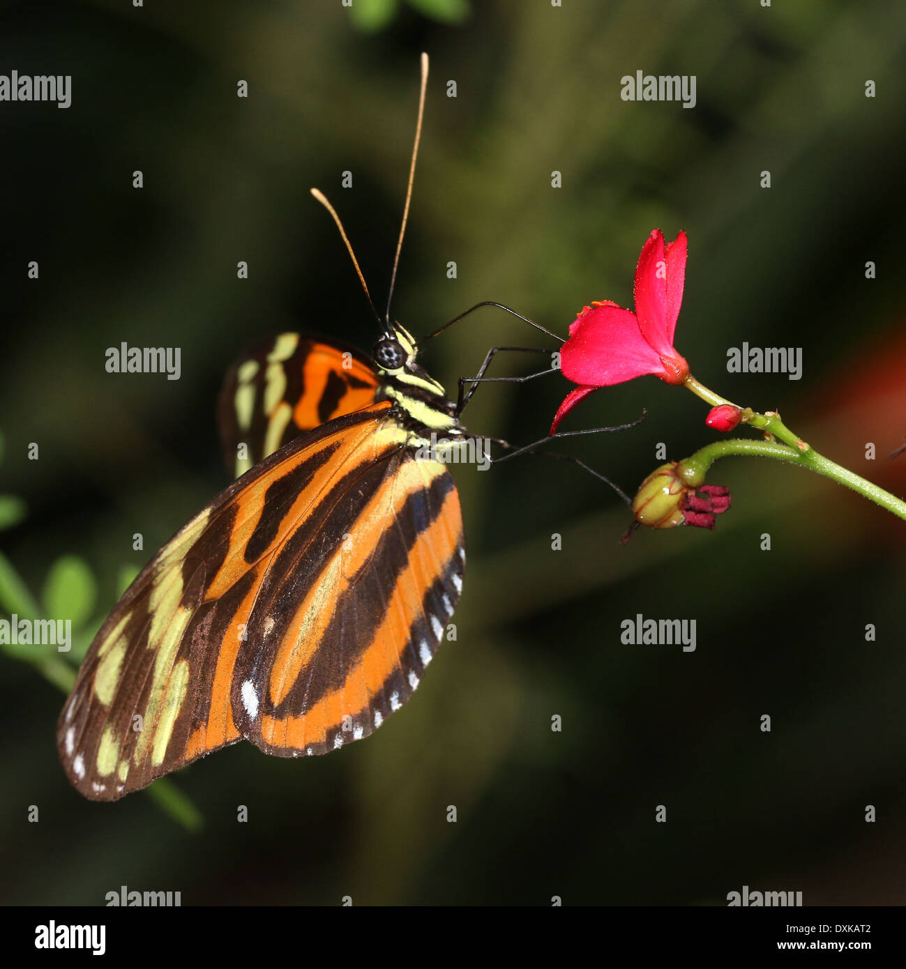 Tiger longwings hi-res stock photography and images - Alamy