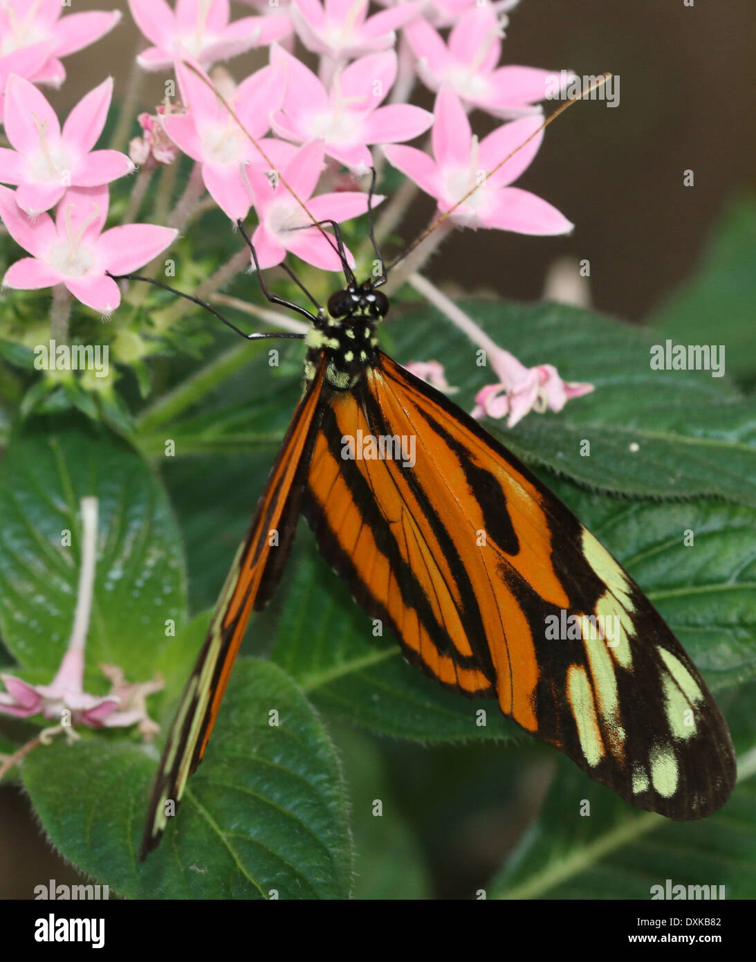 Tiger longwings hi-res stock photography and images - Alamy