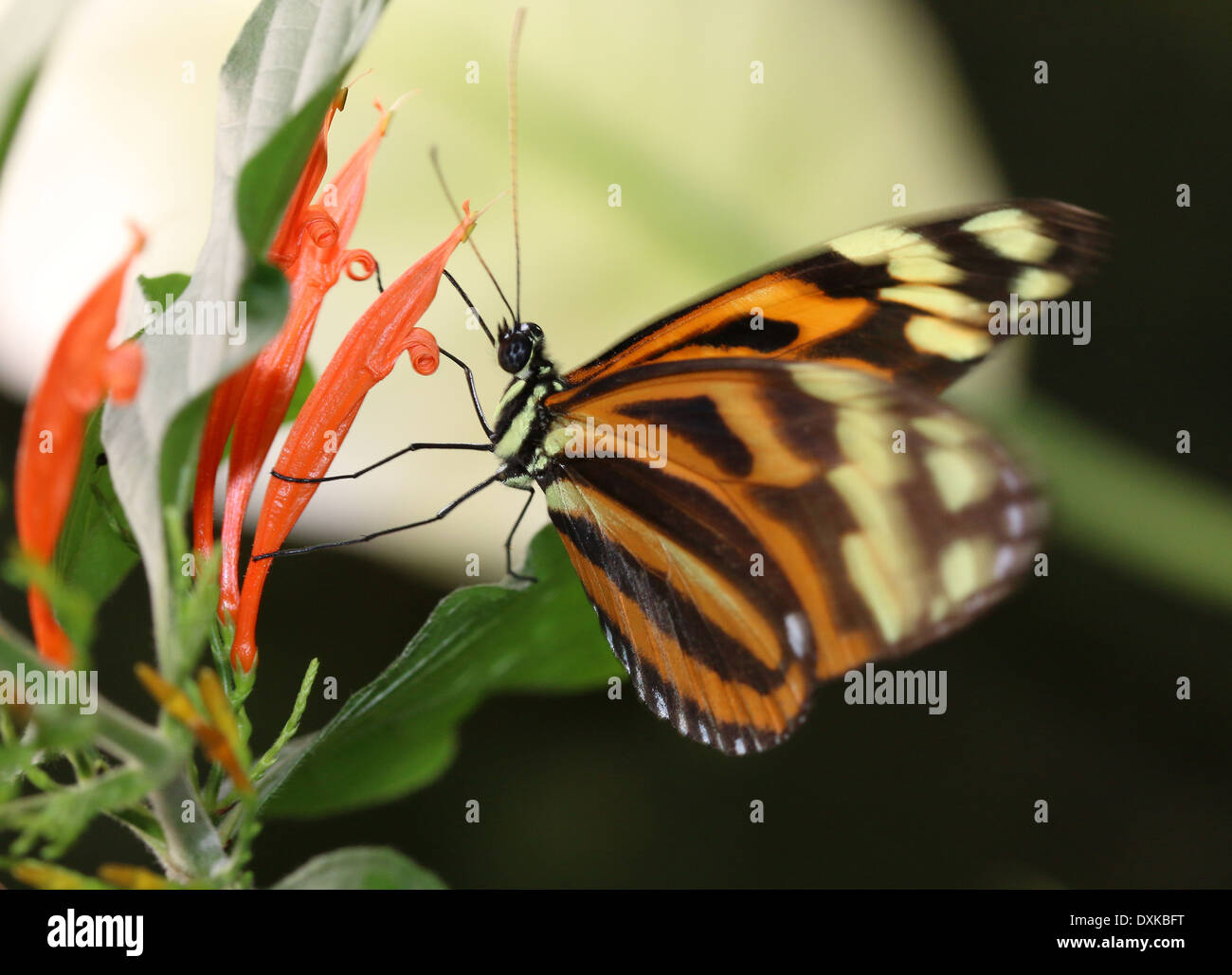 Ismenius Tiger or Tiger Heliconian longwing (Heliconius ismenius Stock ...