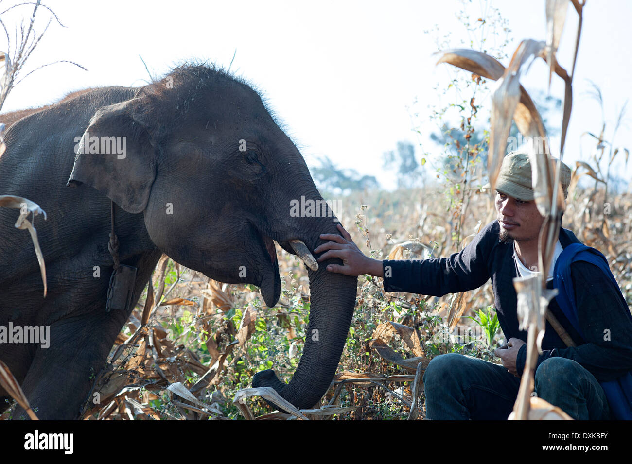 Mahout sits, hand on trunk, in the cornfield with the elephant. Huay ...