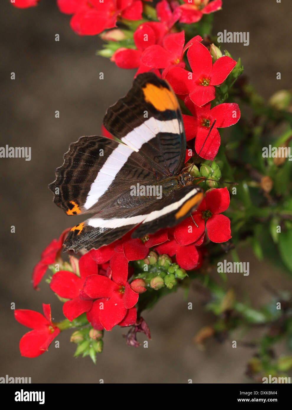 Mexican sister butterfly hi-res stock photography and images - Alamy