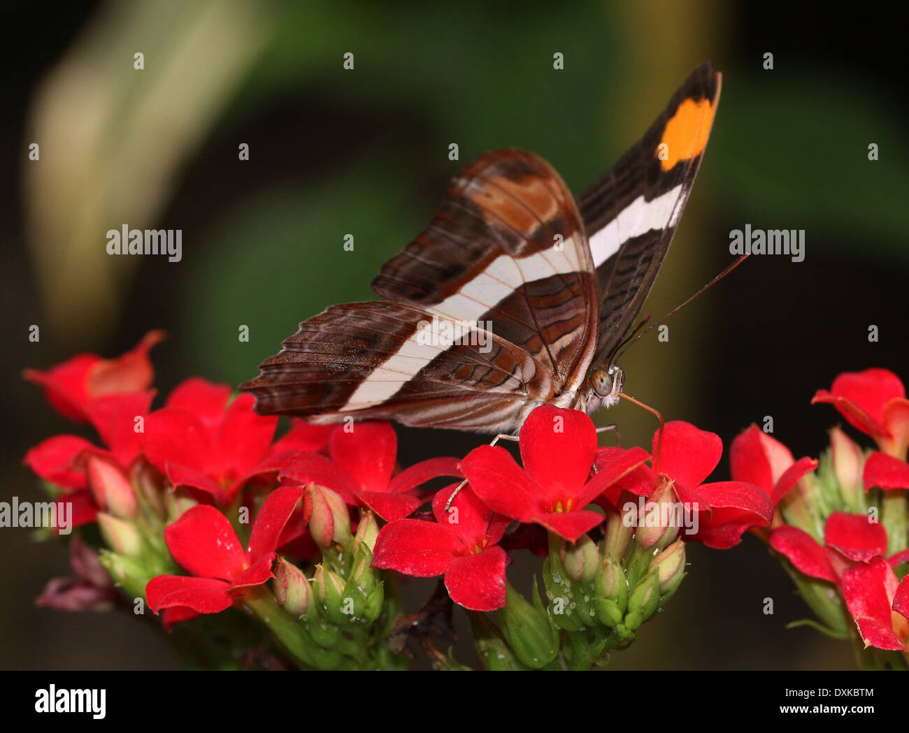 Band-celled Sister or Mexican Sister Butterfly (Adelpha fessonia ...