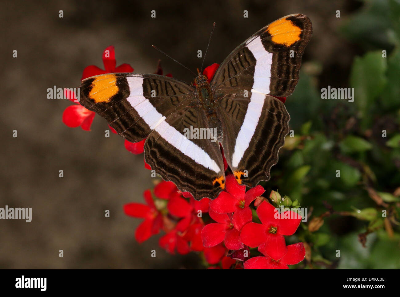 Band-celled Sister or Mexican Sister Butterfly (Adelpha fessonia ...