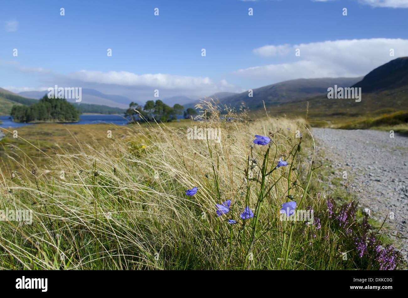 Wild flowers scotland hi-res stock photography and images - Alamy
