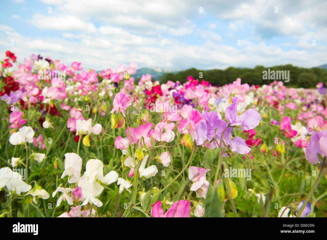 Colorful Lathyrus in the fields Stock Photo - Alamy