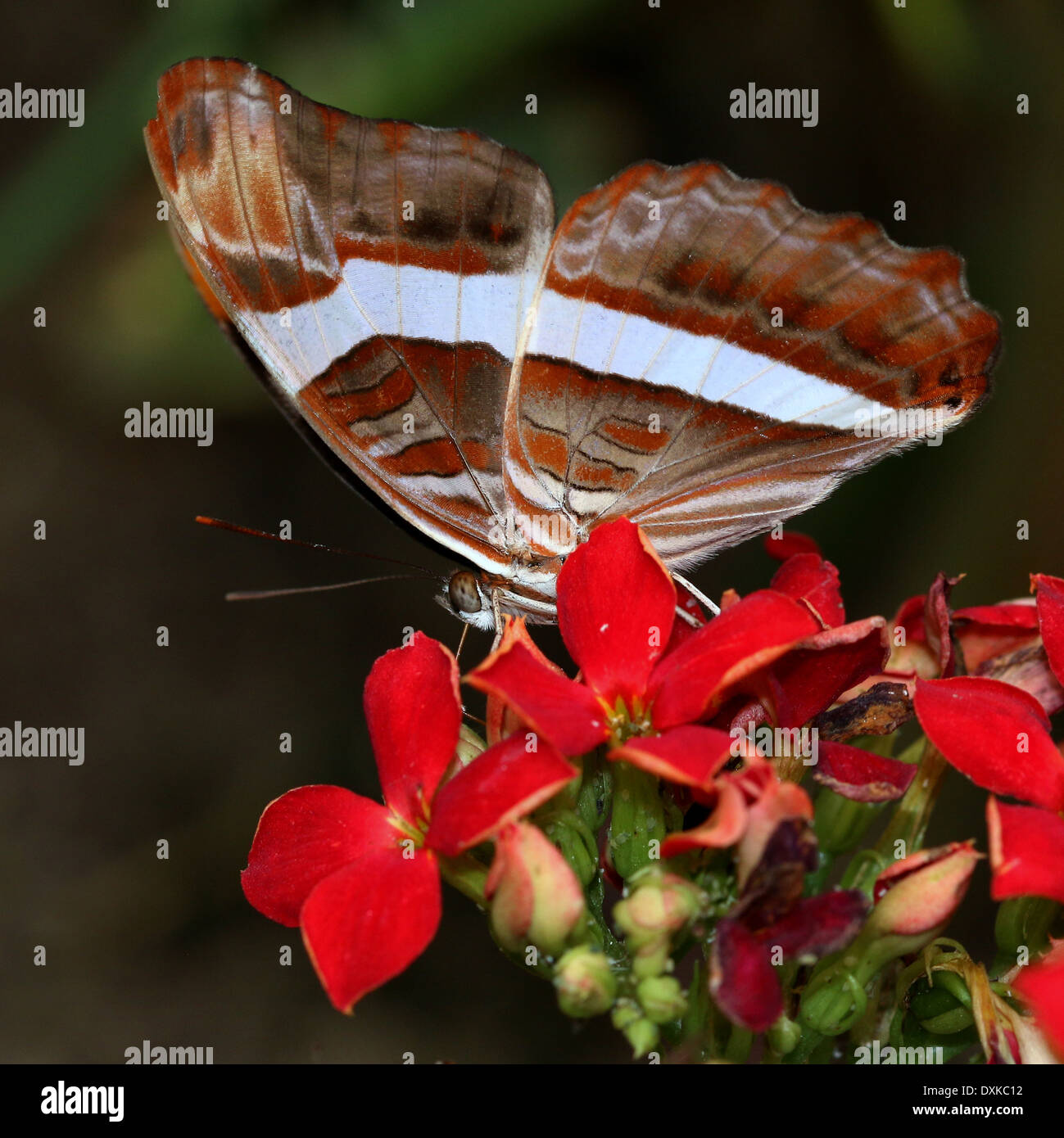 Mexican sister butterfly hi-res stock photography and images - Alamy