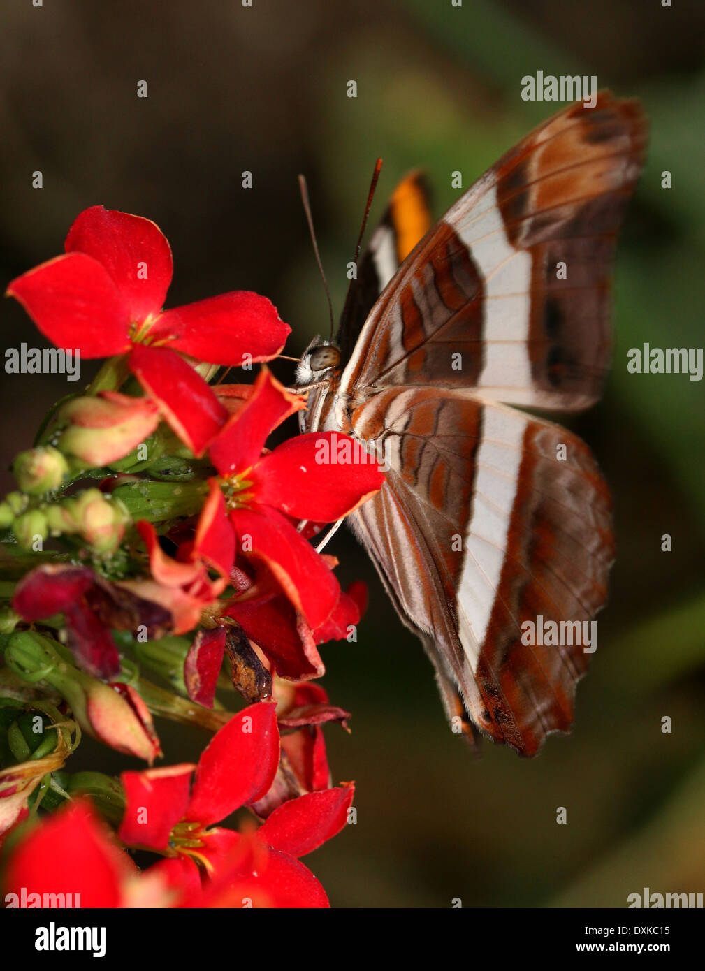 Band-celled Sister or Mexican Sister Butterfly (Adelpha fessonia ...