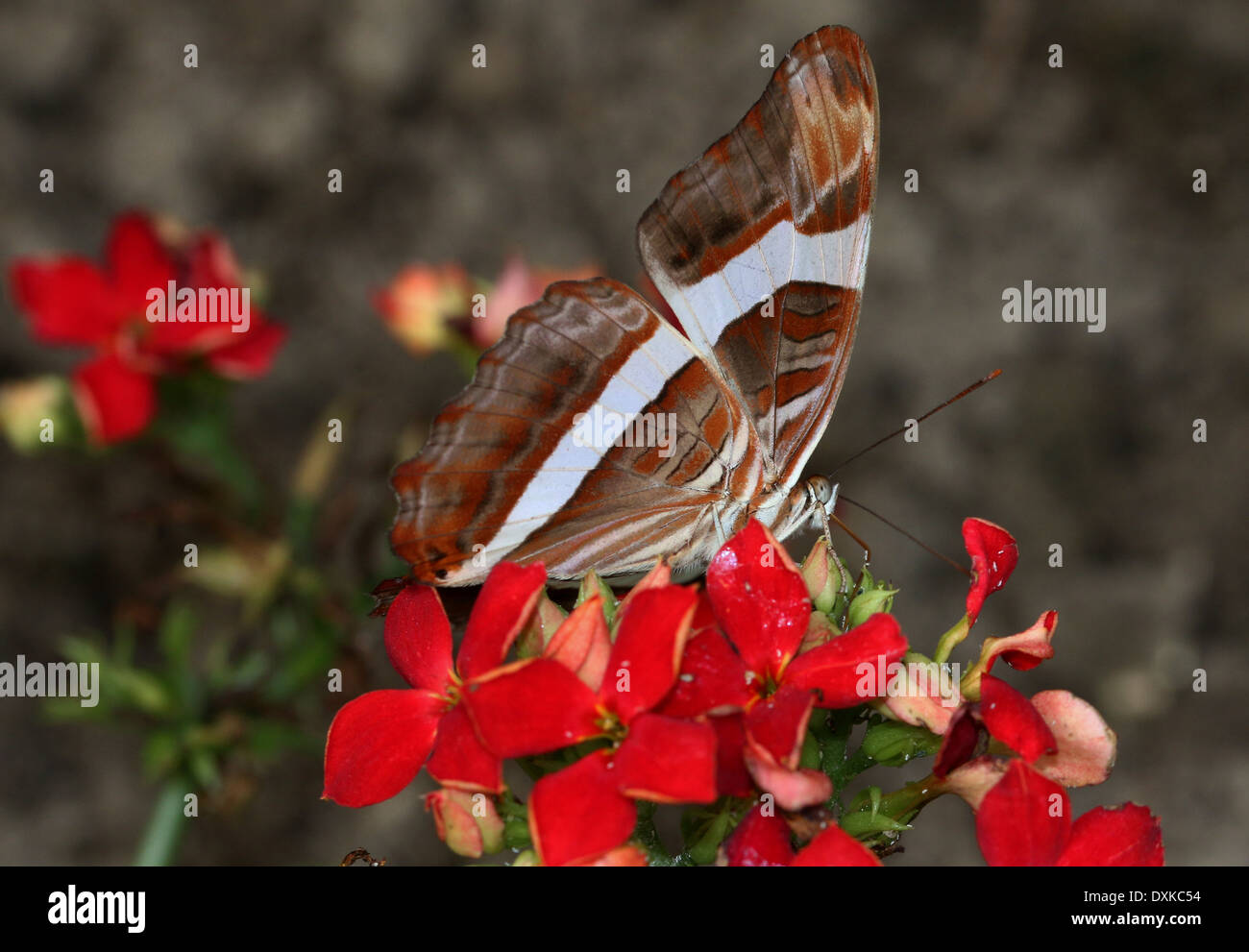 Band-celled Sister or Mexican Sister Butterfly (Adelpha fessonia ...