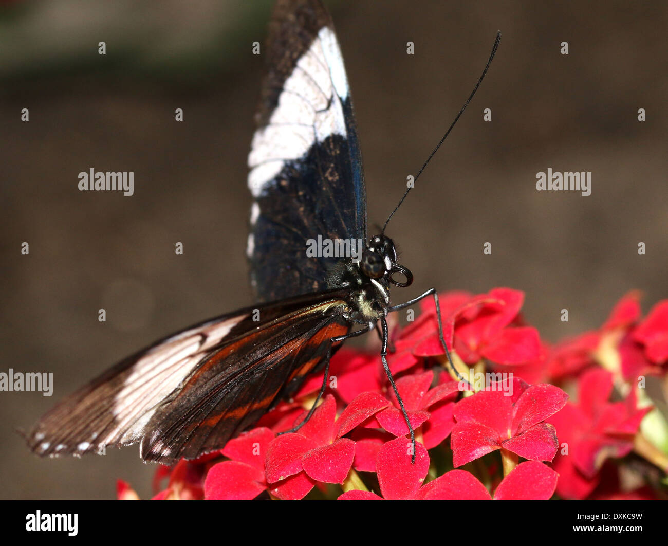 Blue and white Cydno Longwing (Heliconius Cydno), series of 8 images ...