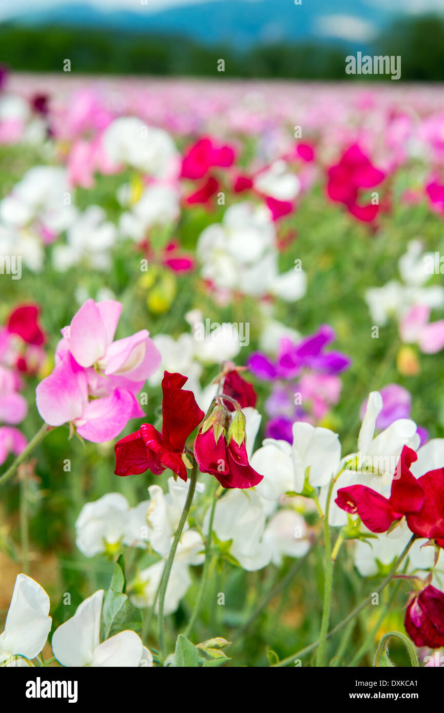 Colorful Lathyrus in the fields Stock Photo - Alamy