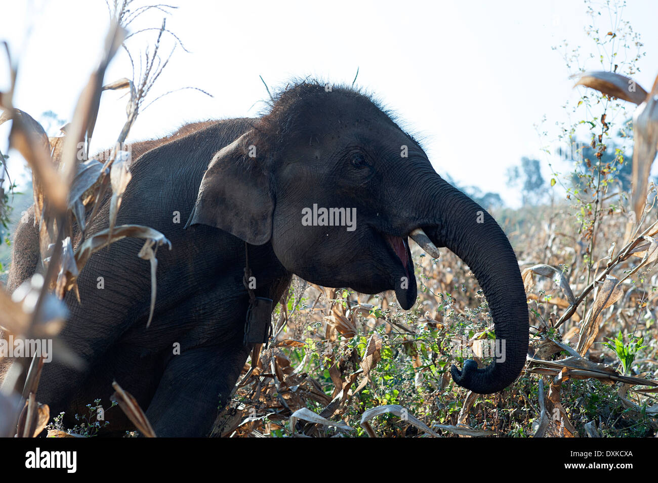 Elephant open mouth hi-res stock photography and images - Alamy