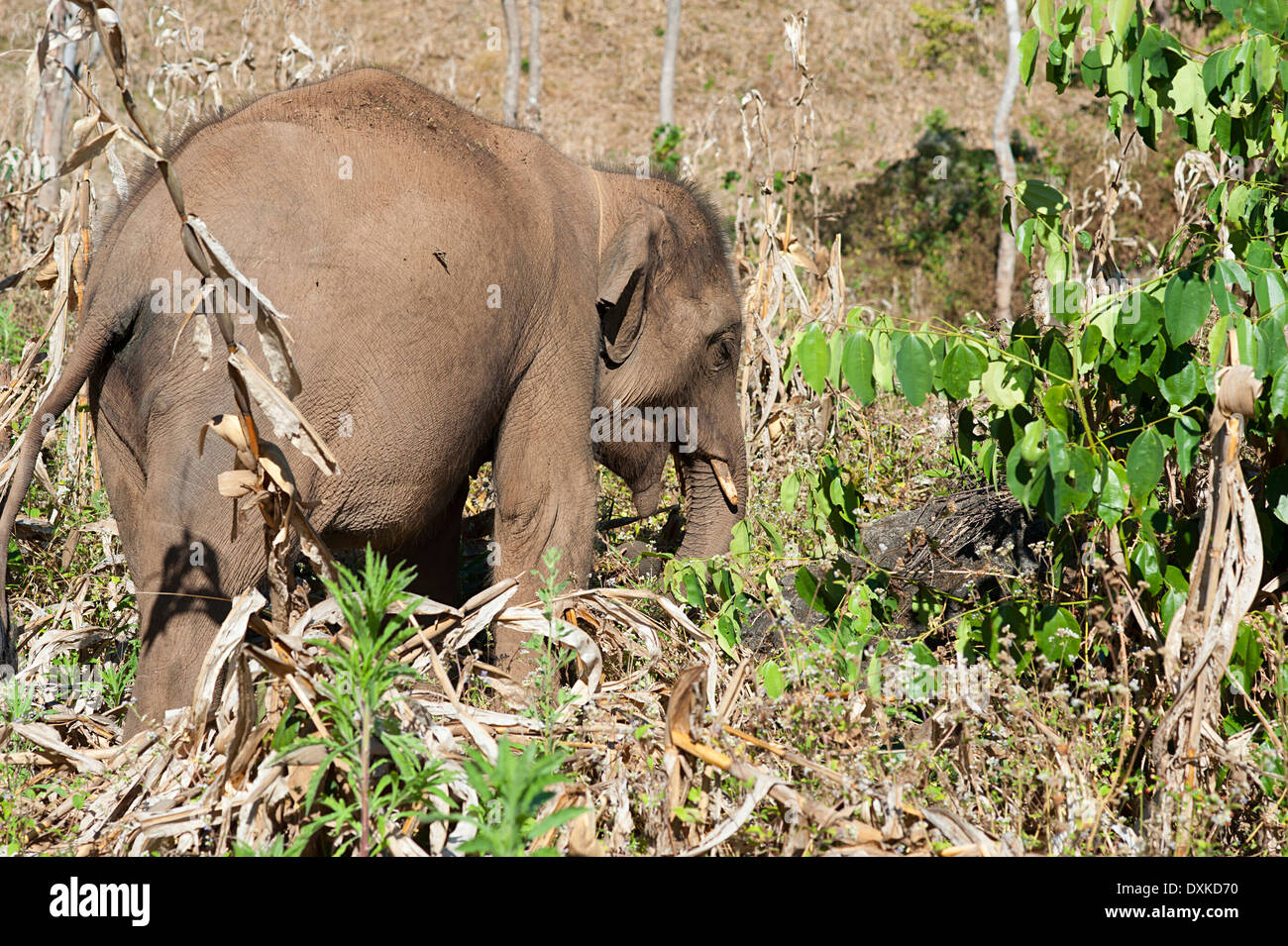 Walking in cornfield hi-res stock photography and images - Alamy