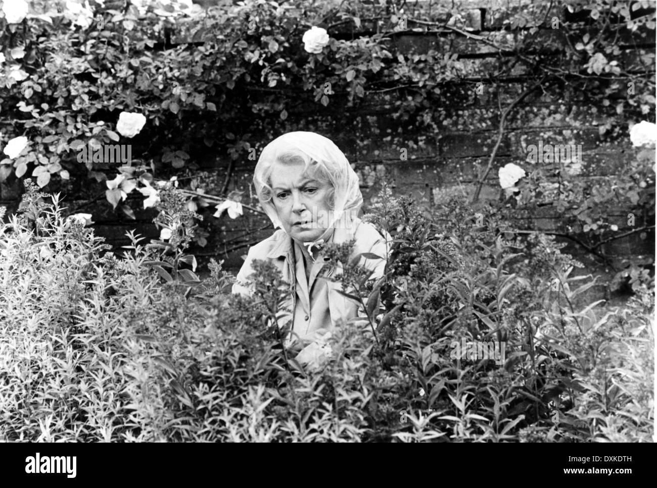 THE ASSAM GARDEN Stock Photo - Alamy