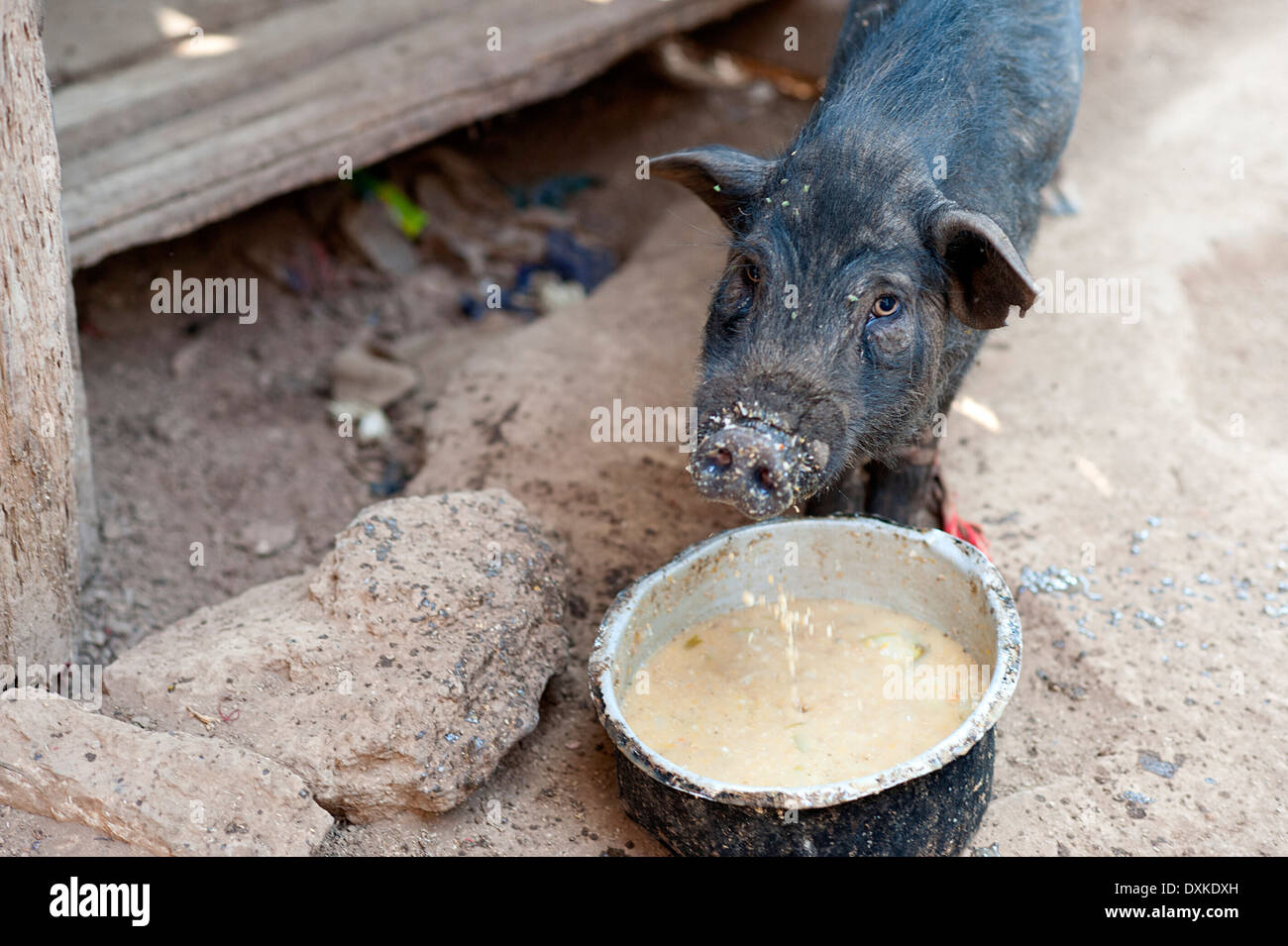 Pig takes a moments break to pose for the camera. Huay Pakoot village ...