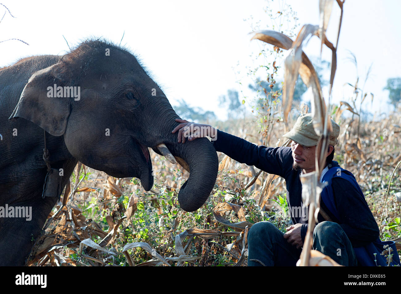 Mahout sits, hand on trunk, in the cornfield with the elephant. Huay ...