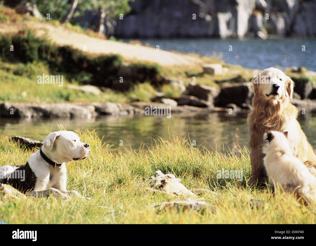 Homeward Bound Sassy In The River