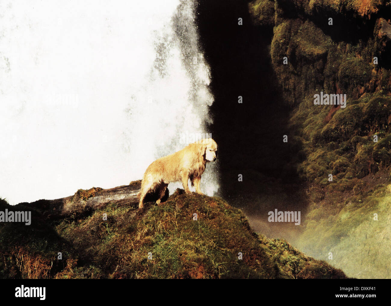 Homeward bound 1993 hi-res stock photography and images - Alamy