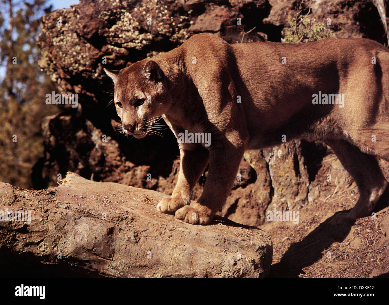 Homeward bound hi-res stock photography and images - Alamy