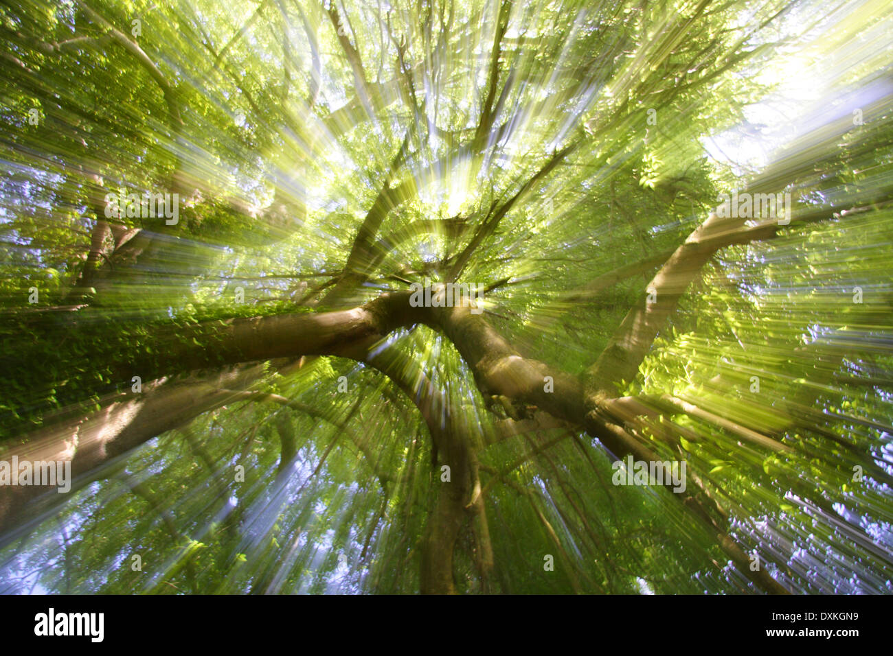 Zoomed image of sunlight bursting through the branches of a tree from ...