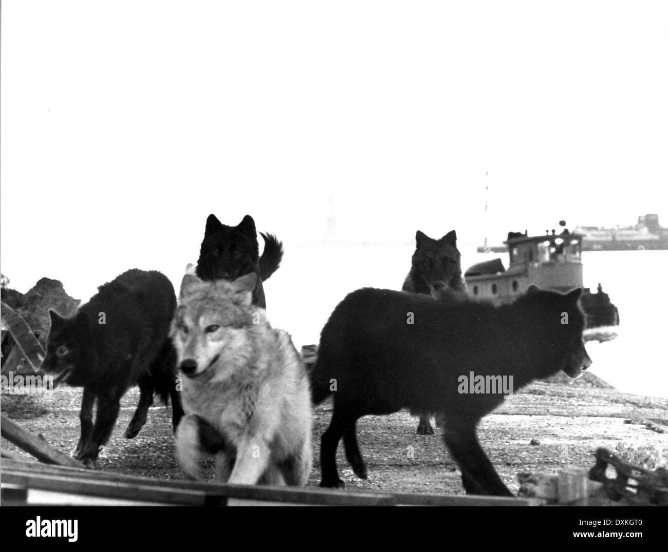 Wolfen 1981 High Resolution Stock Photography and Images - Alamy
