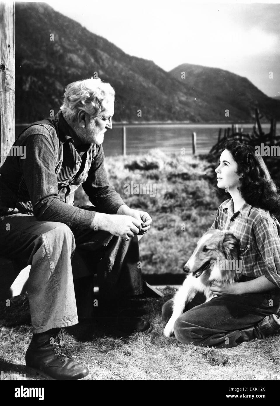 Elizabeth taylor courage of lassie 1946 hi-res stock photography and ...