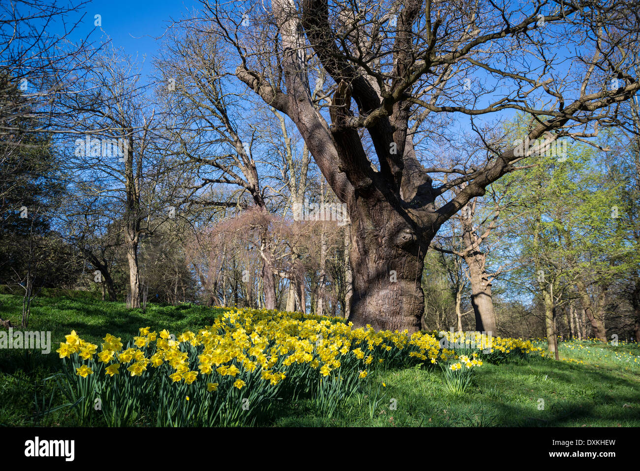 Daffodils in Cannizaro Park, Wimbledon, London, UK Stock Photo - Alamy