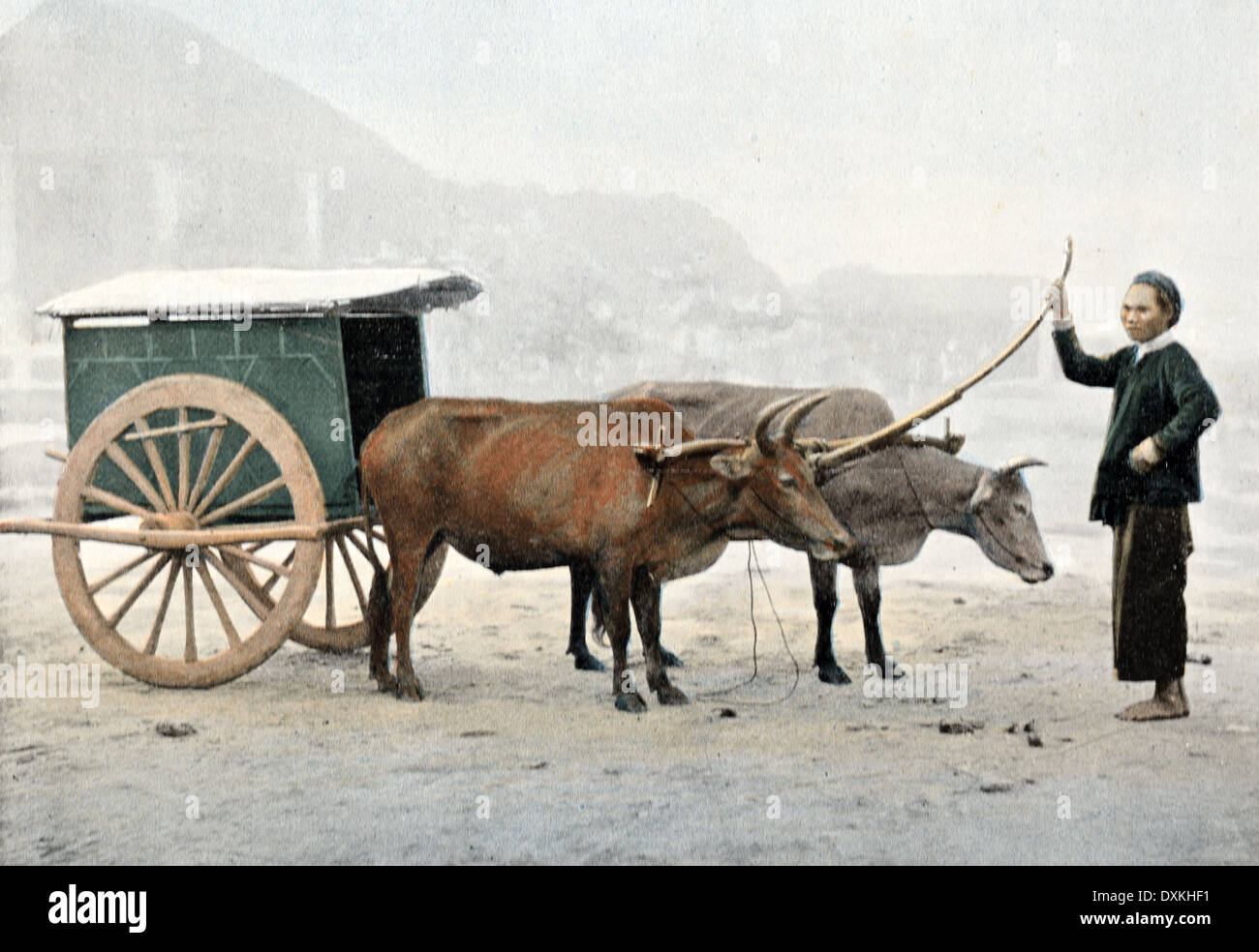 Cart with oxen hi-res stock photography and images - Alamy