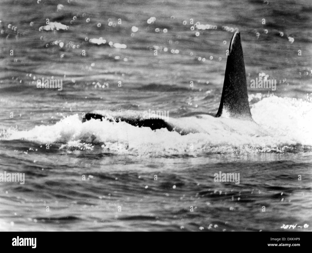 JAWS, 1975, Film, Movie Stock Photo - Alamy