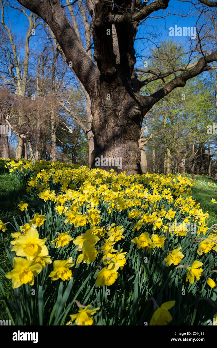 Cannizaro Park Wimbledon High Resolution Stock Photography and Images ...