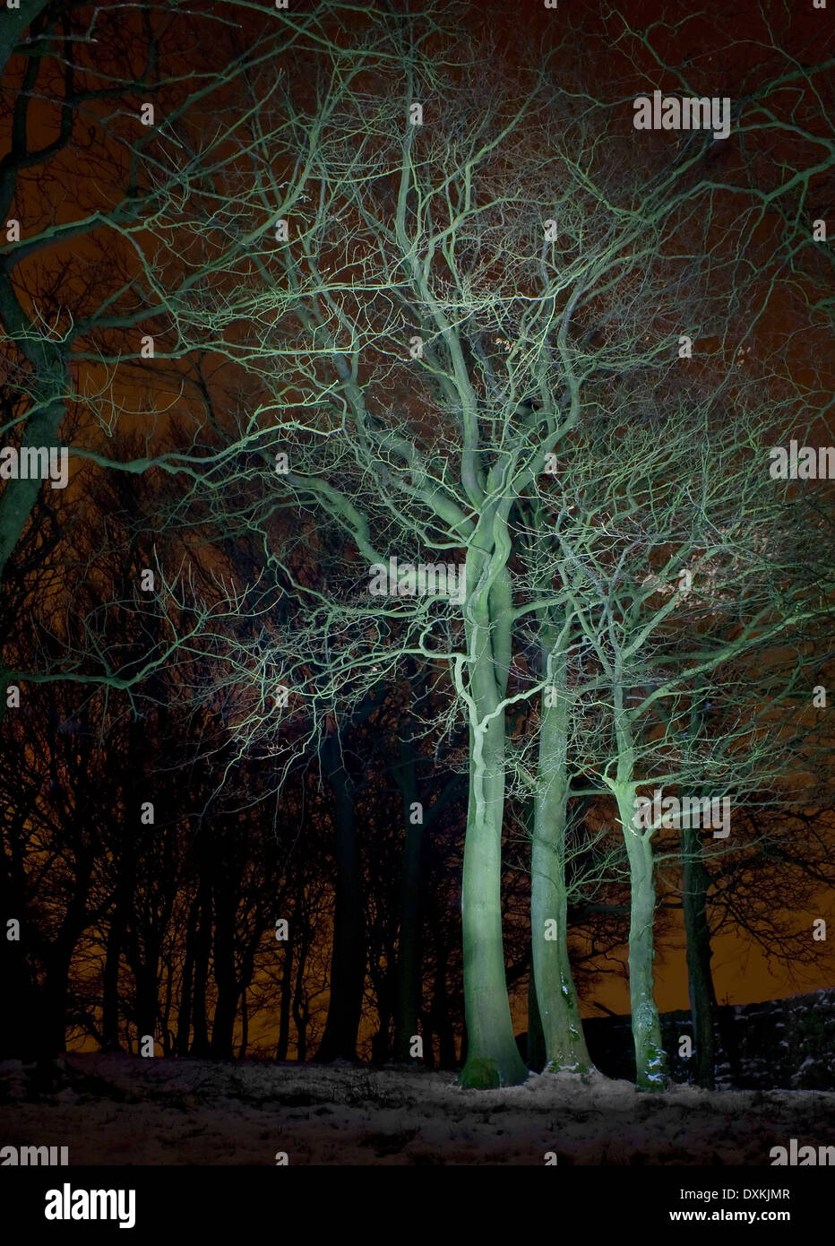 Torch lit trees at night Stock Photo - Alamy