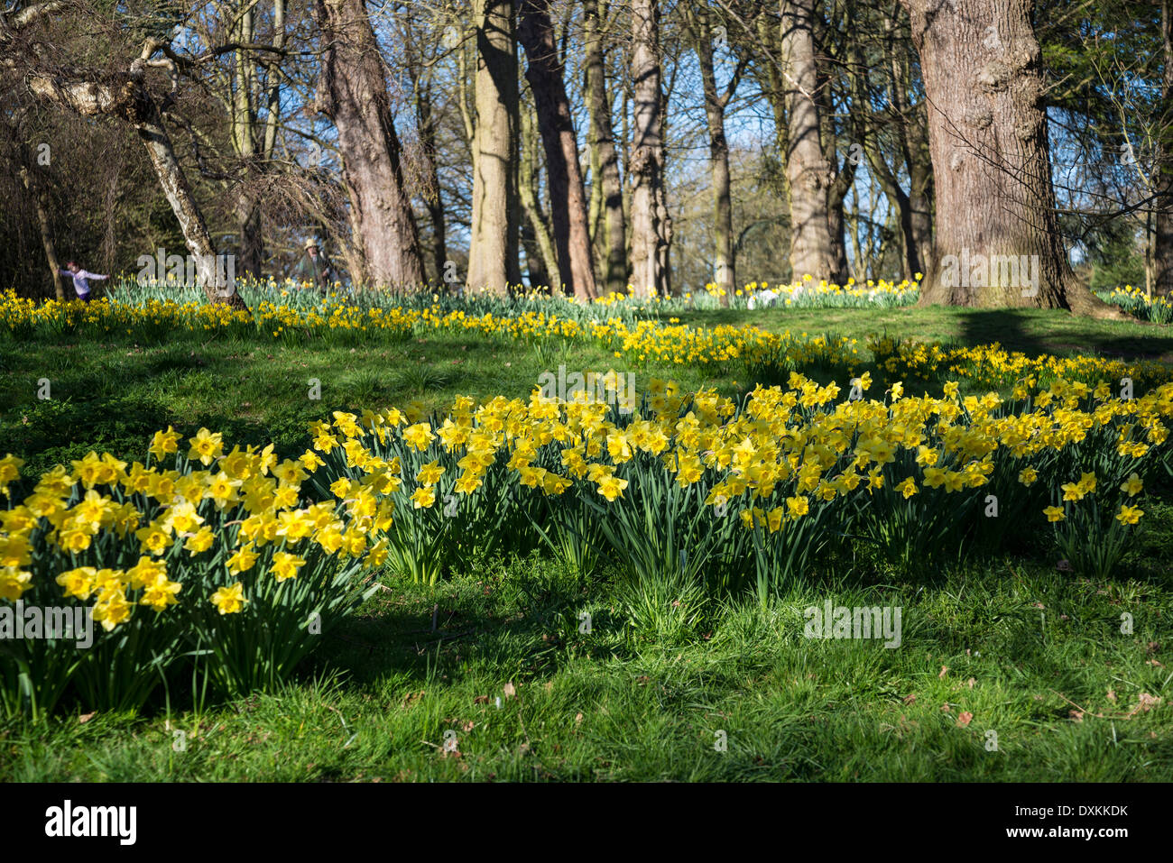 Daffodils in Cannizaro Park, Wimbledon, London, UK Stock Photo - Alamy